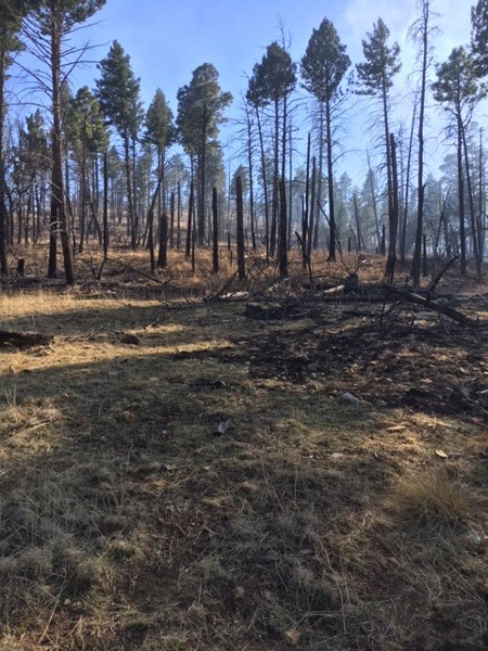 | Lincoln National Forest, Sacramento Ranger District – Prescribed Fire ...