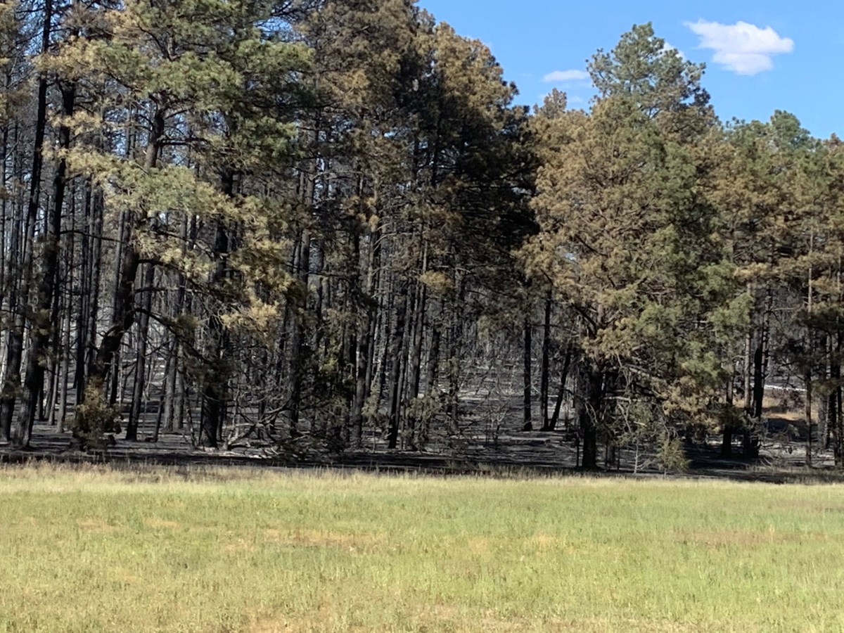 | Ojo de los Casos Downsized to Type 4 IncidentNM Fire Info